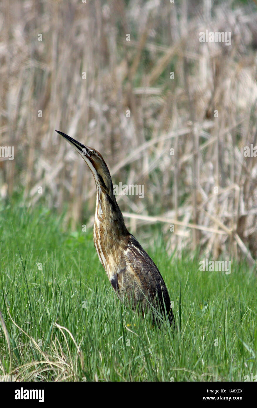 The American Bittern, a secretive bird species, is spotted in a ...