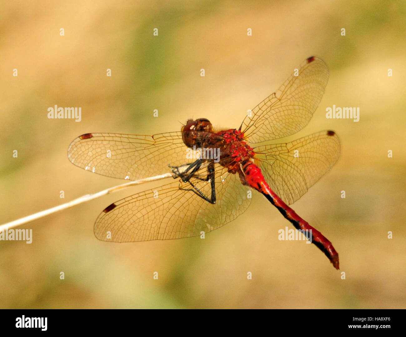 usfwsmtnprairie 19541345018 Cherry-faced Meadowhawk Sympetrum internum ...
