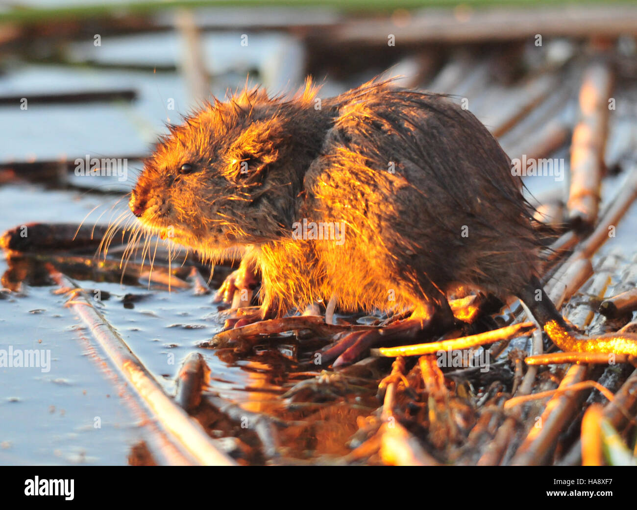 A young muskrat is photographed at Seedskadee National Wildlife Refuge ...