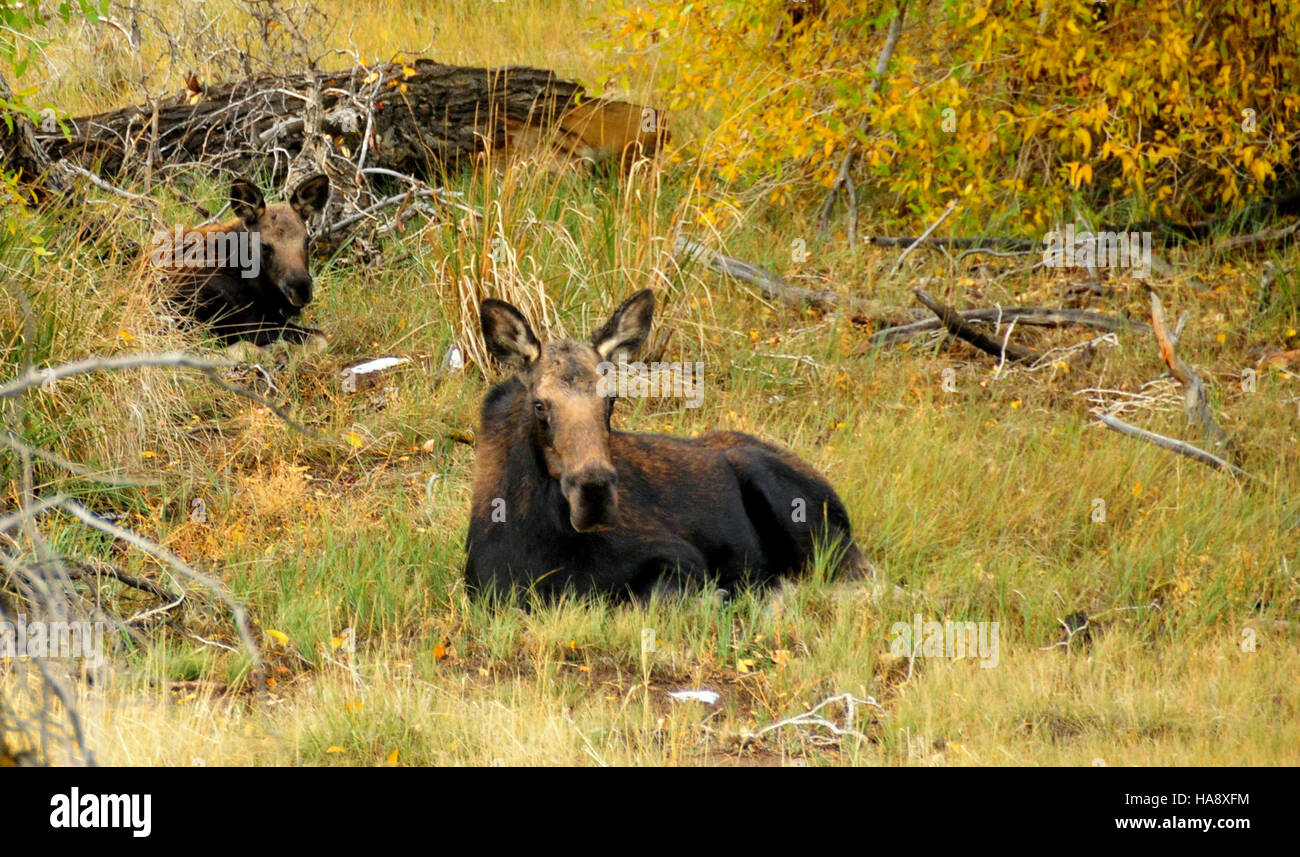 A moose cow and her calf are observed in the Seedskadee National ...