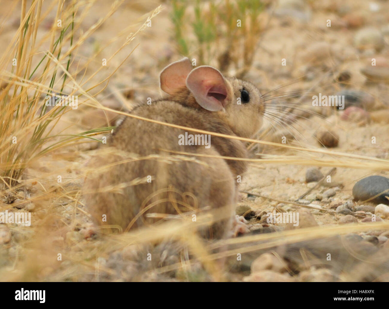 Bushy tailed woodrat hi-res stock photography and images - Alamy
