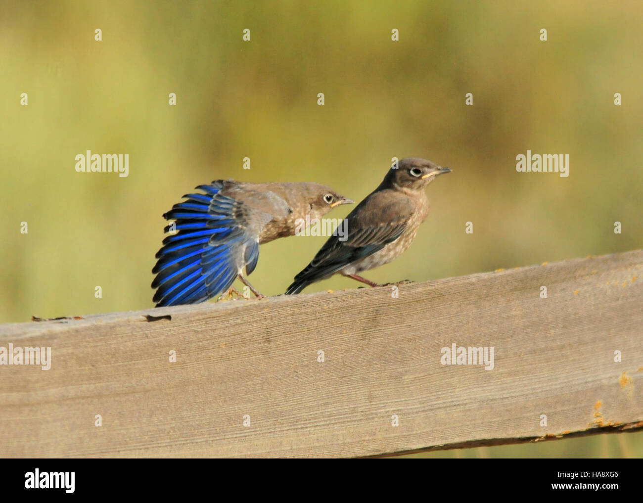 Mountain Bluebird fledglings at Seedskadee National Wildlife Refuge ...