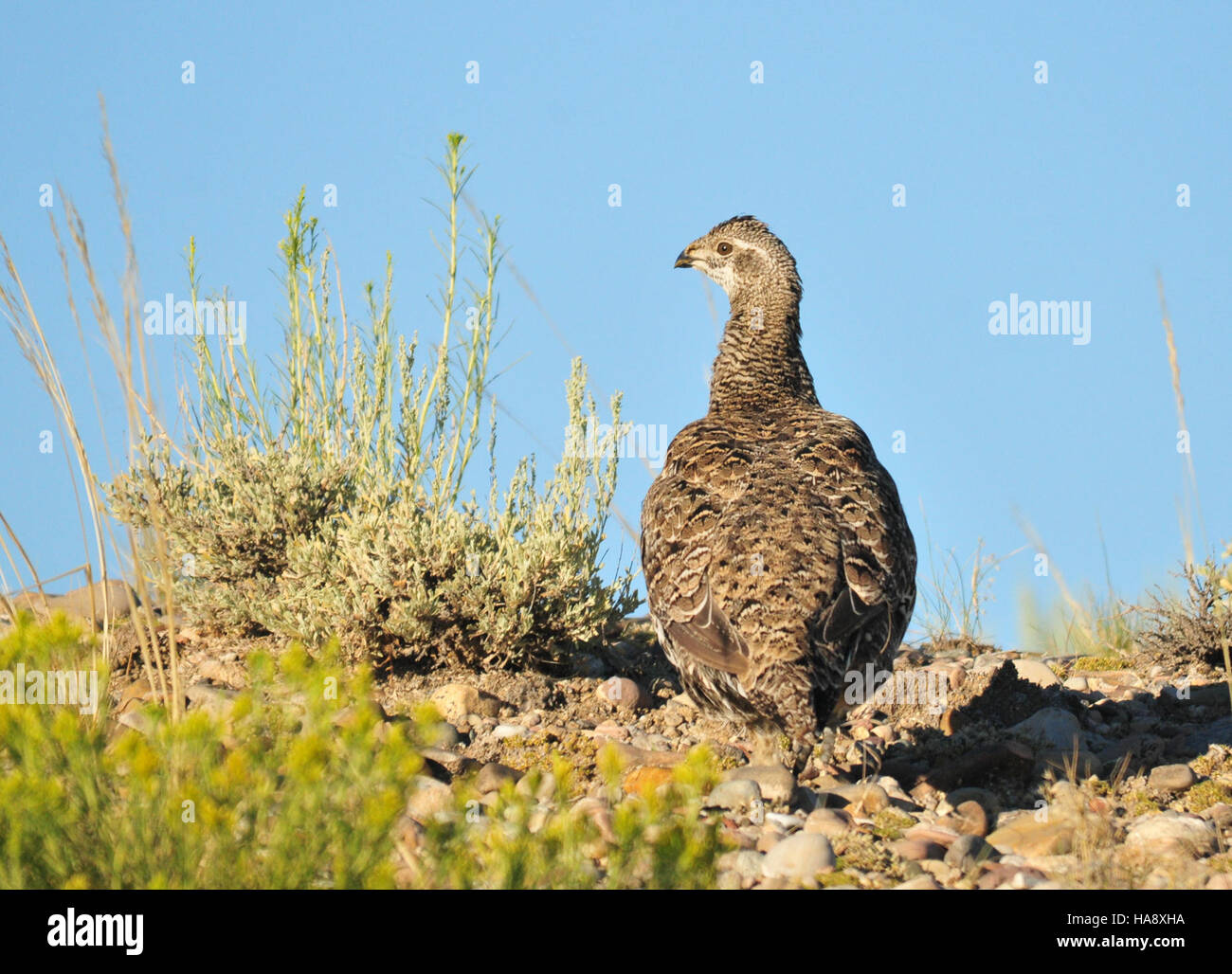 The Greater Sage-Grouse is a focus of conservation efforts at ...