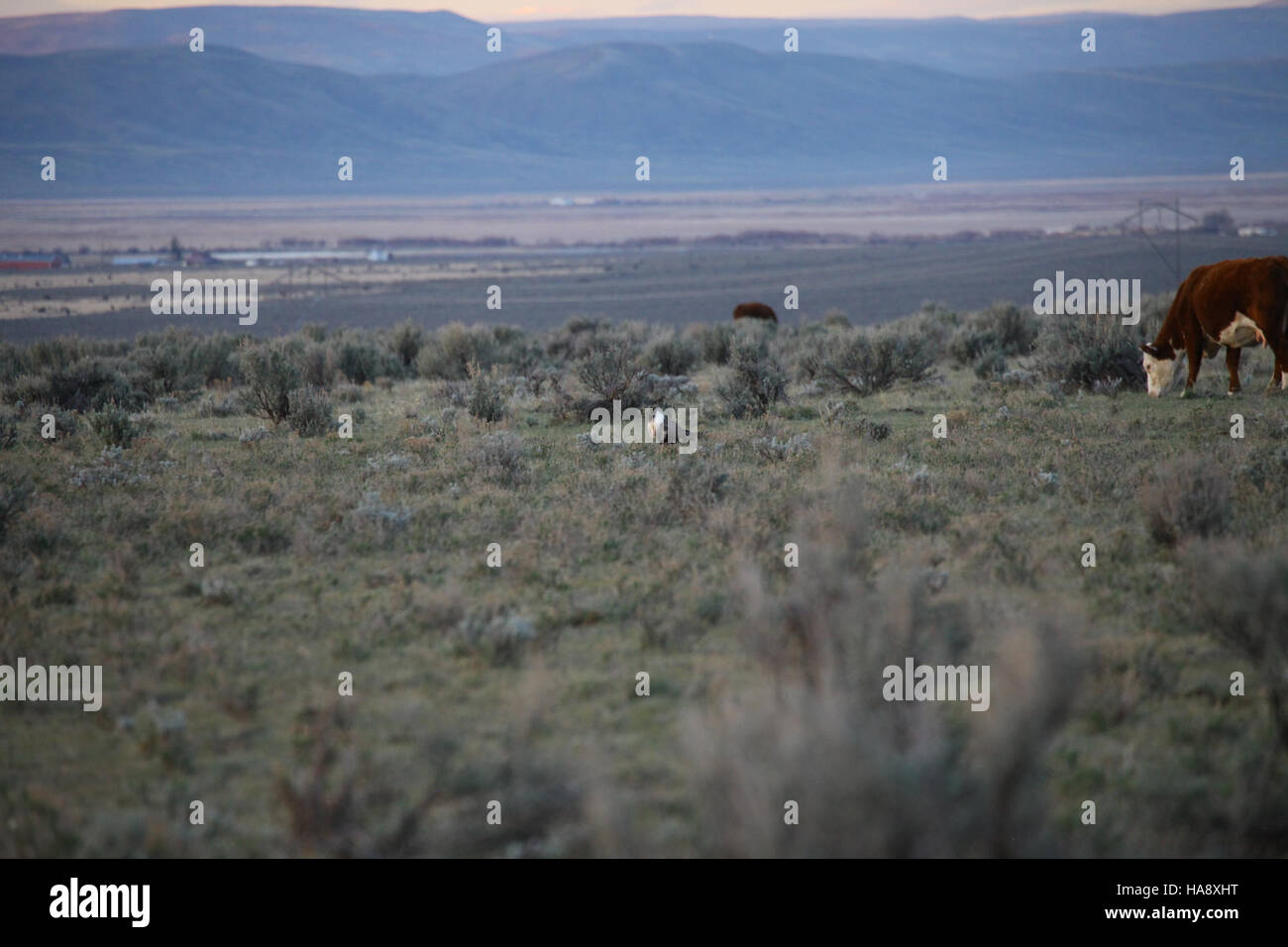 Cattle in conservation hi-res stock photography and images - Alamy