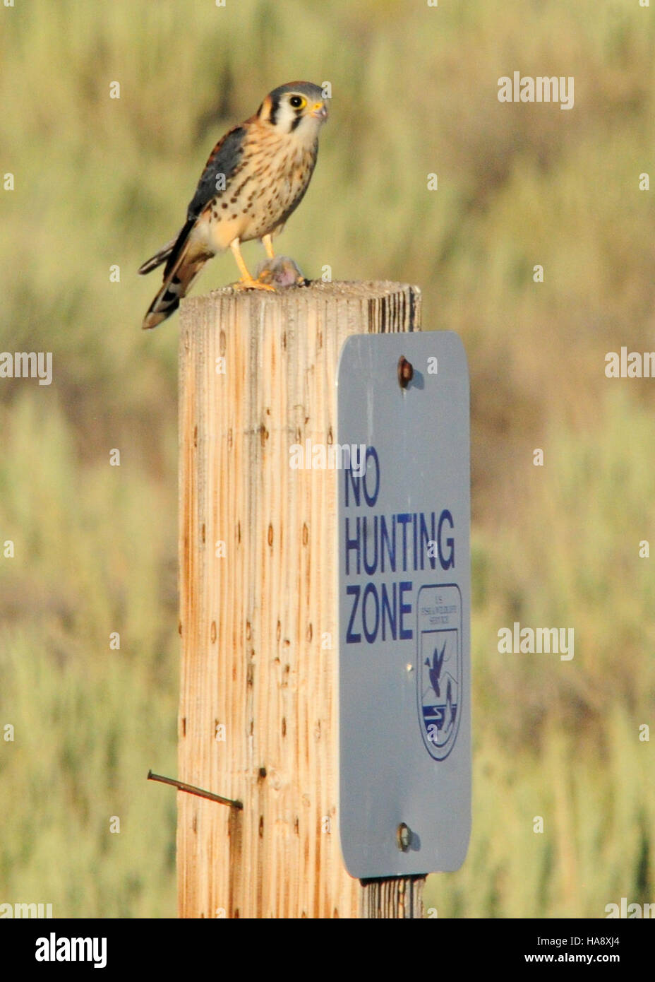 The American Kestrel perches on a no-hunting zone sign at Seedskadee ...