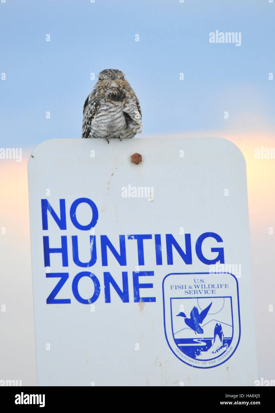 usfwsmtnprairie 20295358481 Common nighthawk on No Hunting Zone sign ...