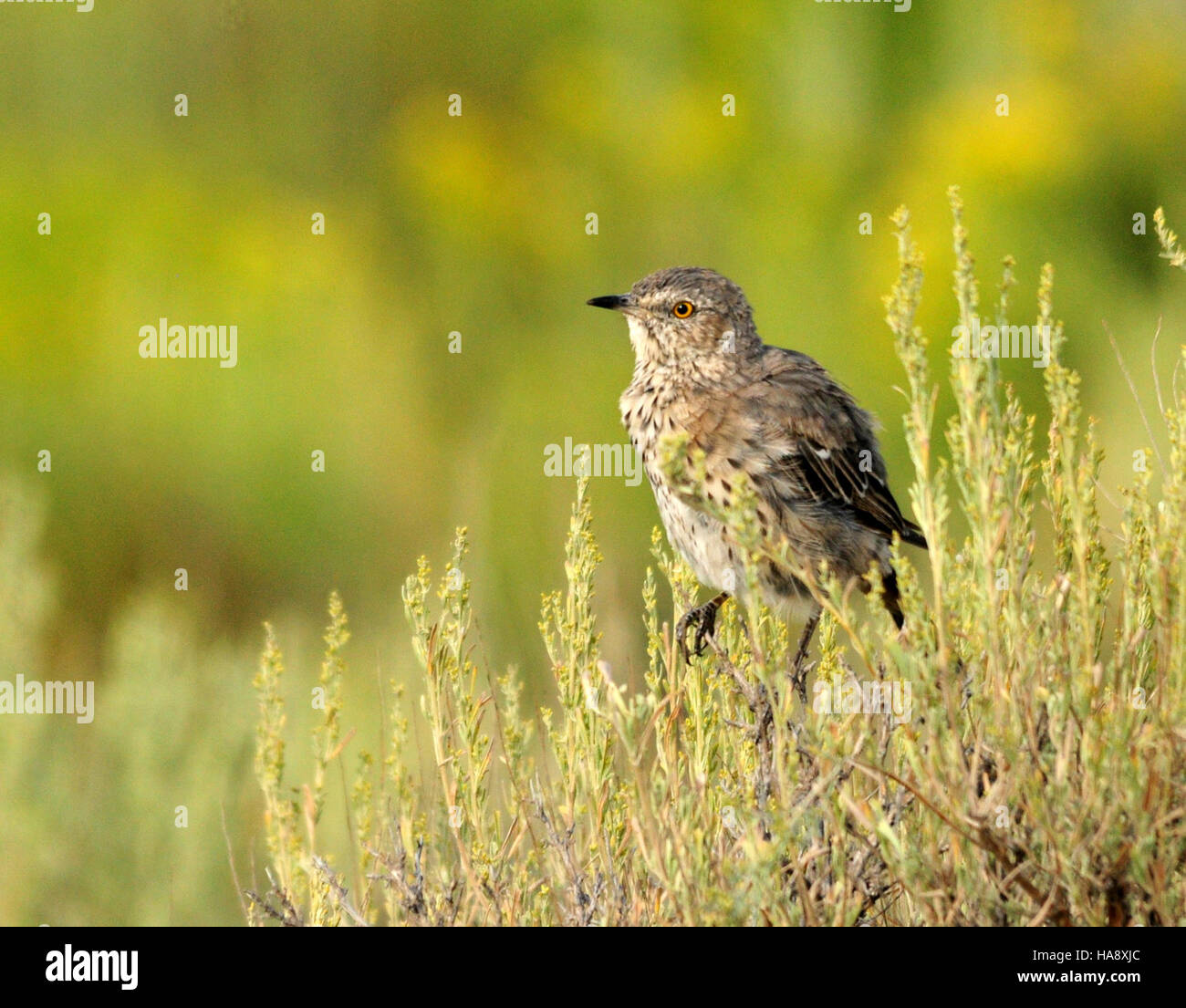 This image captures a Sage Thrasher at Seedskadee National Wildlife ...