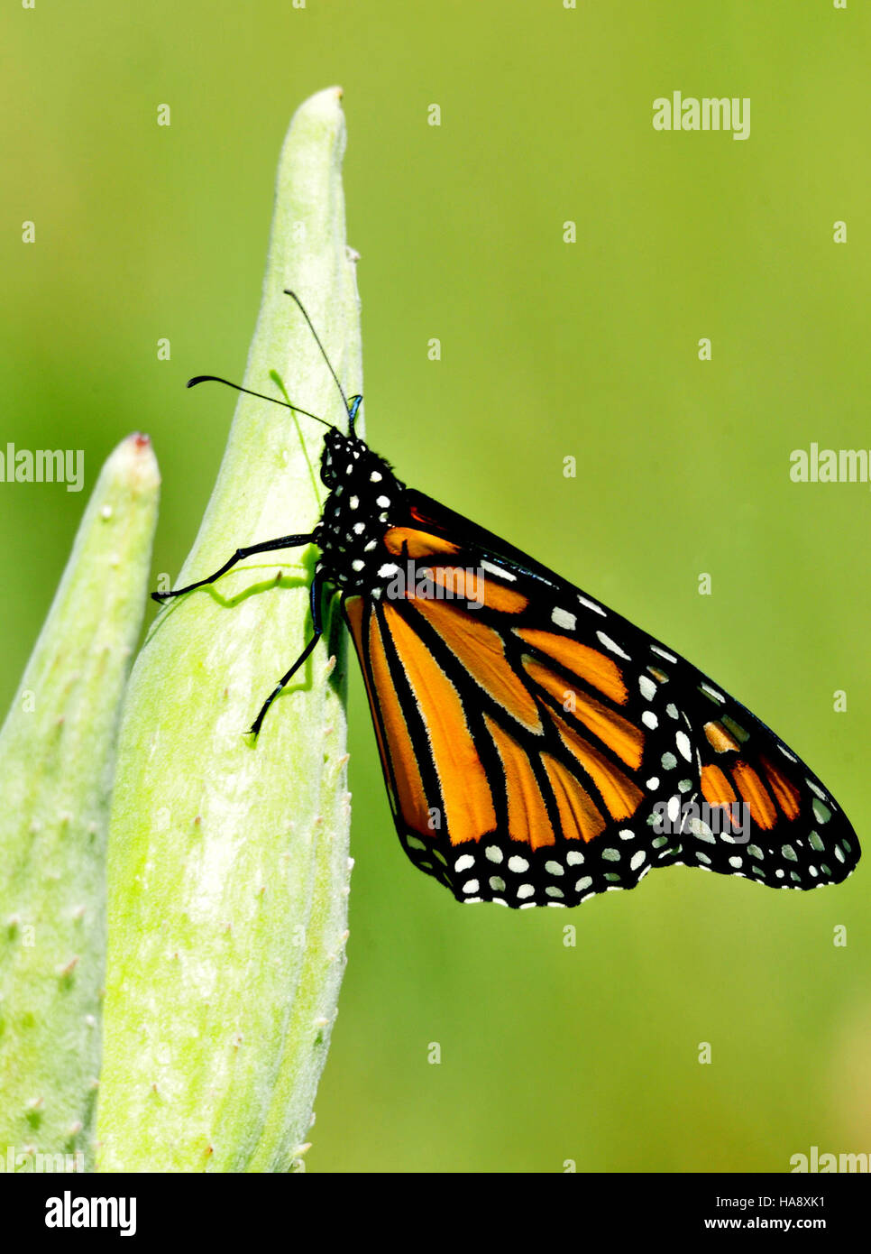 Monarch on showy milkweed hi-res stock photography and images - Alamy