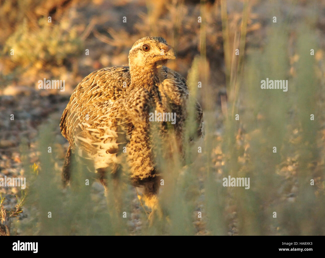 The Greater Sage-Grouse population at Seedskadee National Wildlife ...
