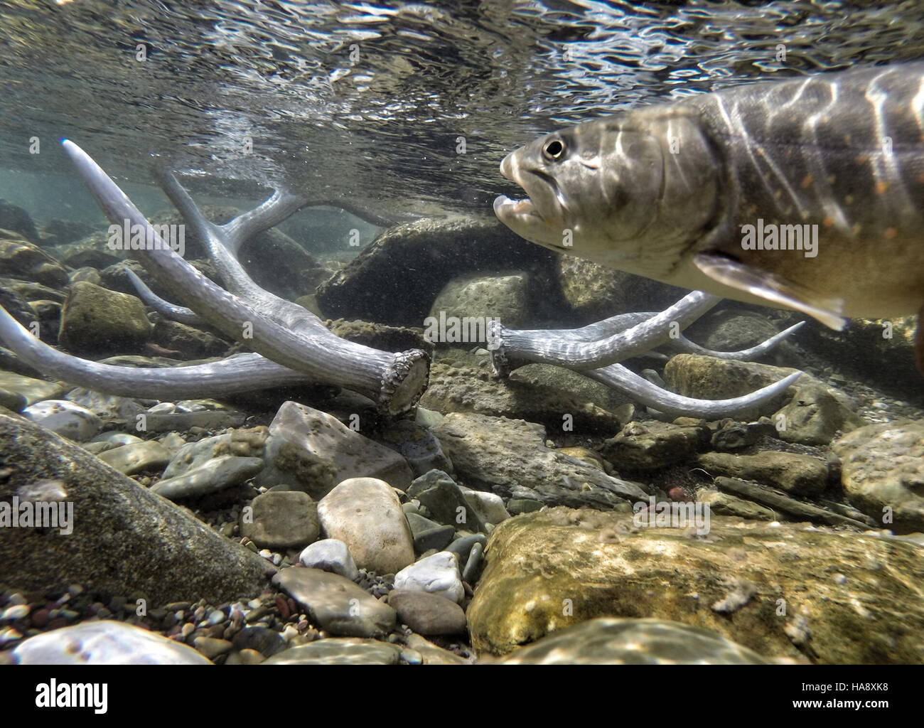 usfwsmtnprairie 20656755774 Bull Trout Stock Photo - Alamy