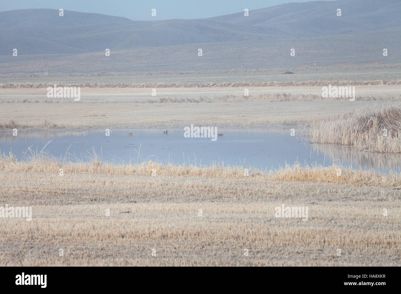 Loafing on the surface hi-res stock photography and images - Alamy