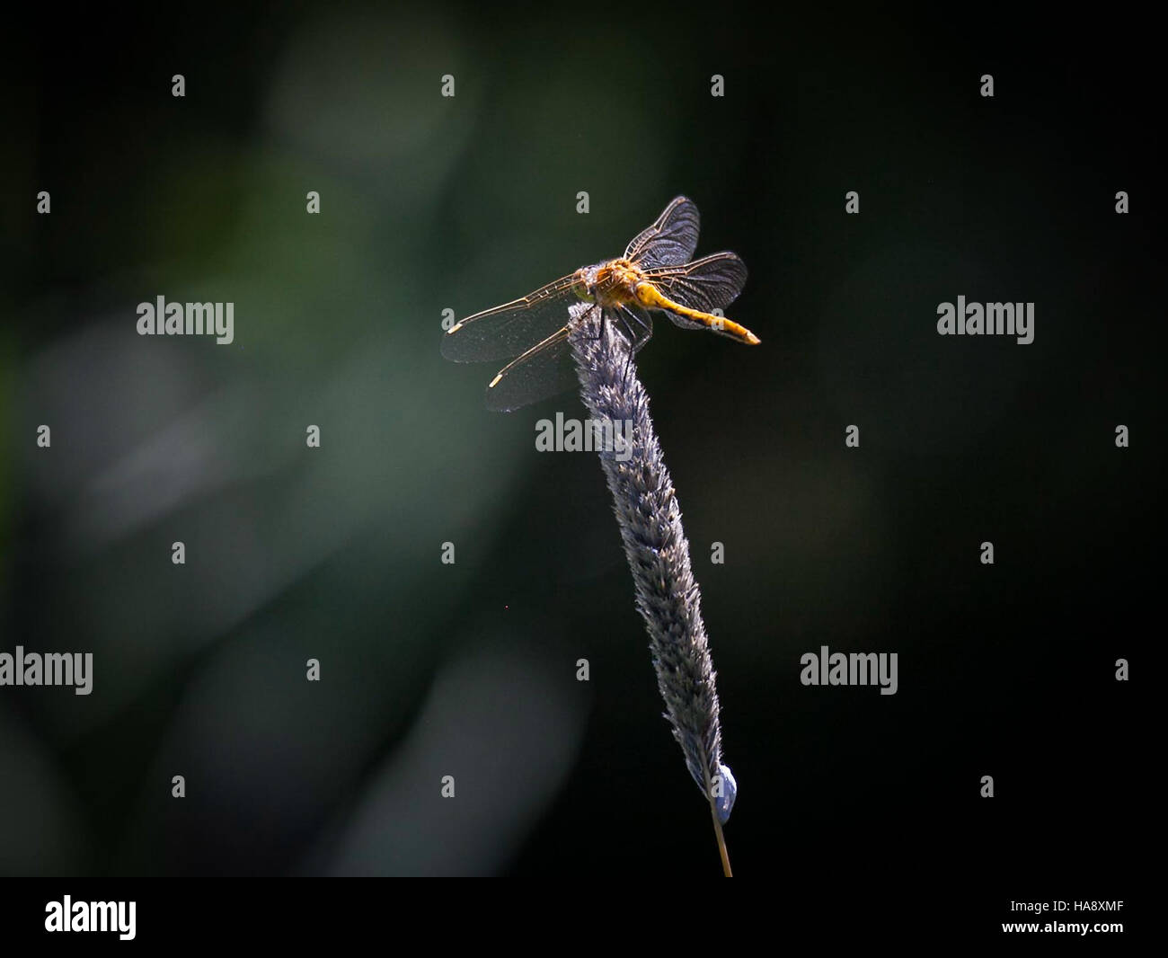 Dragonfly life cycle hi-res stock photography and images - Alamy