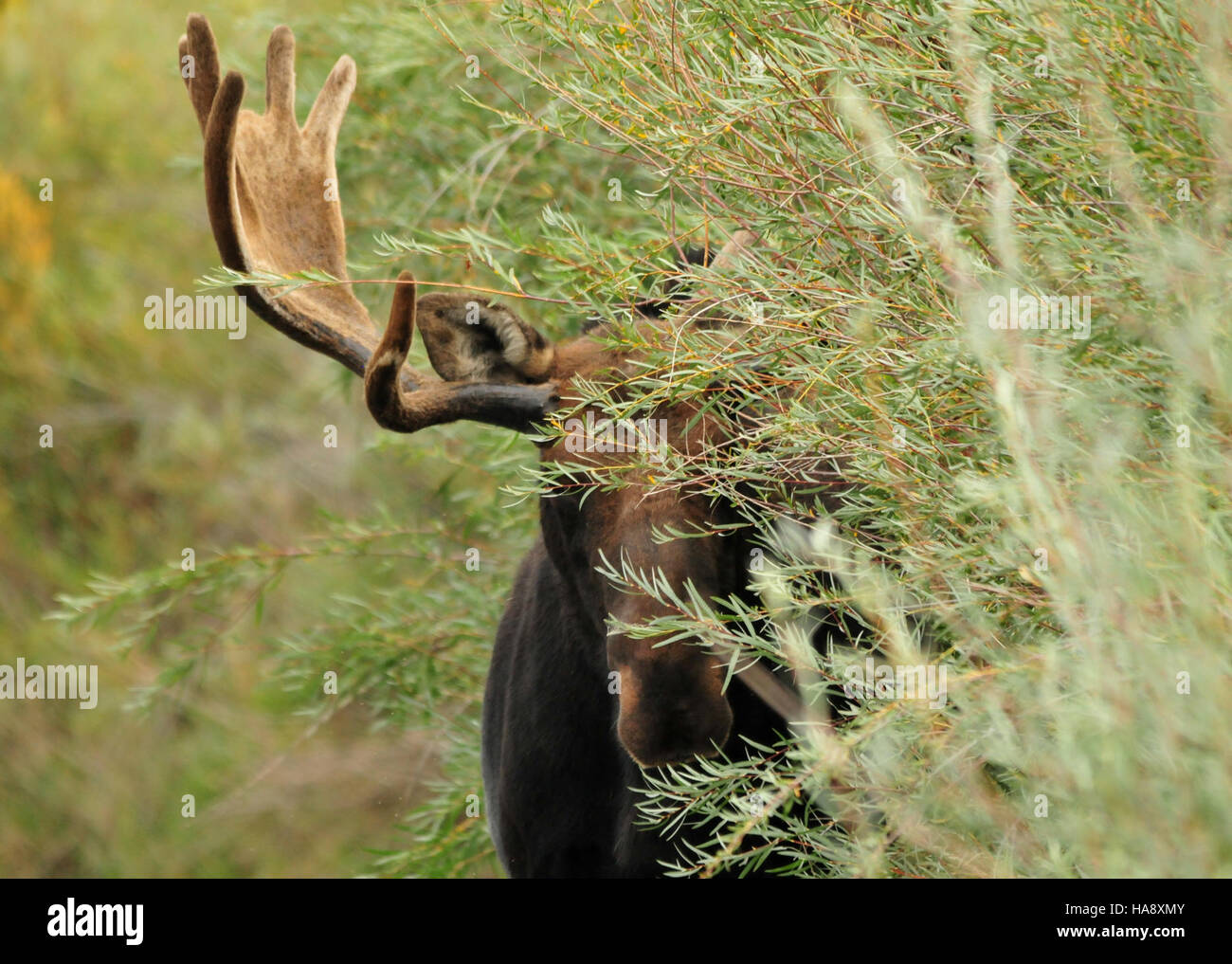 A Shiras bull moose is photographed at Seedskadee National Wildlife ...