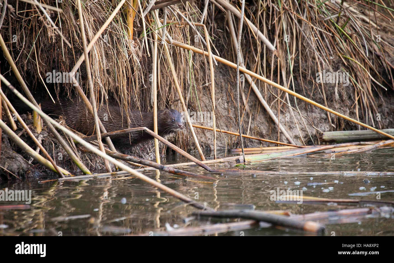 An American Mink photographed at Cokeville Meadows National Wildlife ...