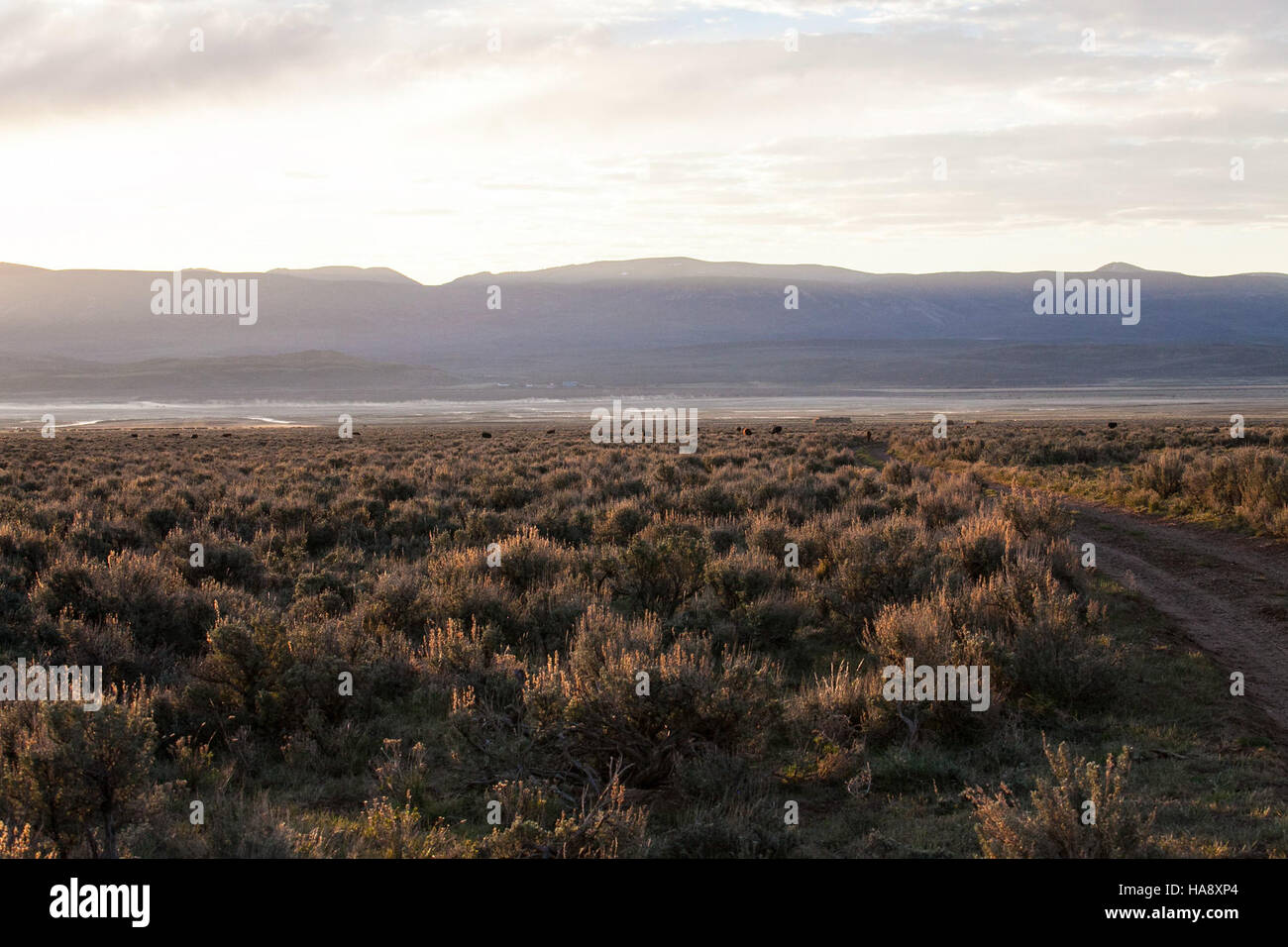 A snapshot of the sagebrush steppe ecosystem, highlighting its ...