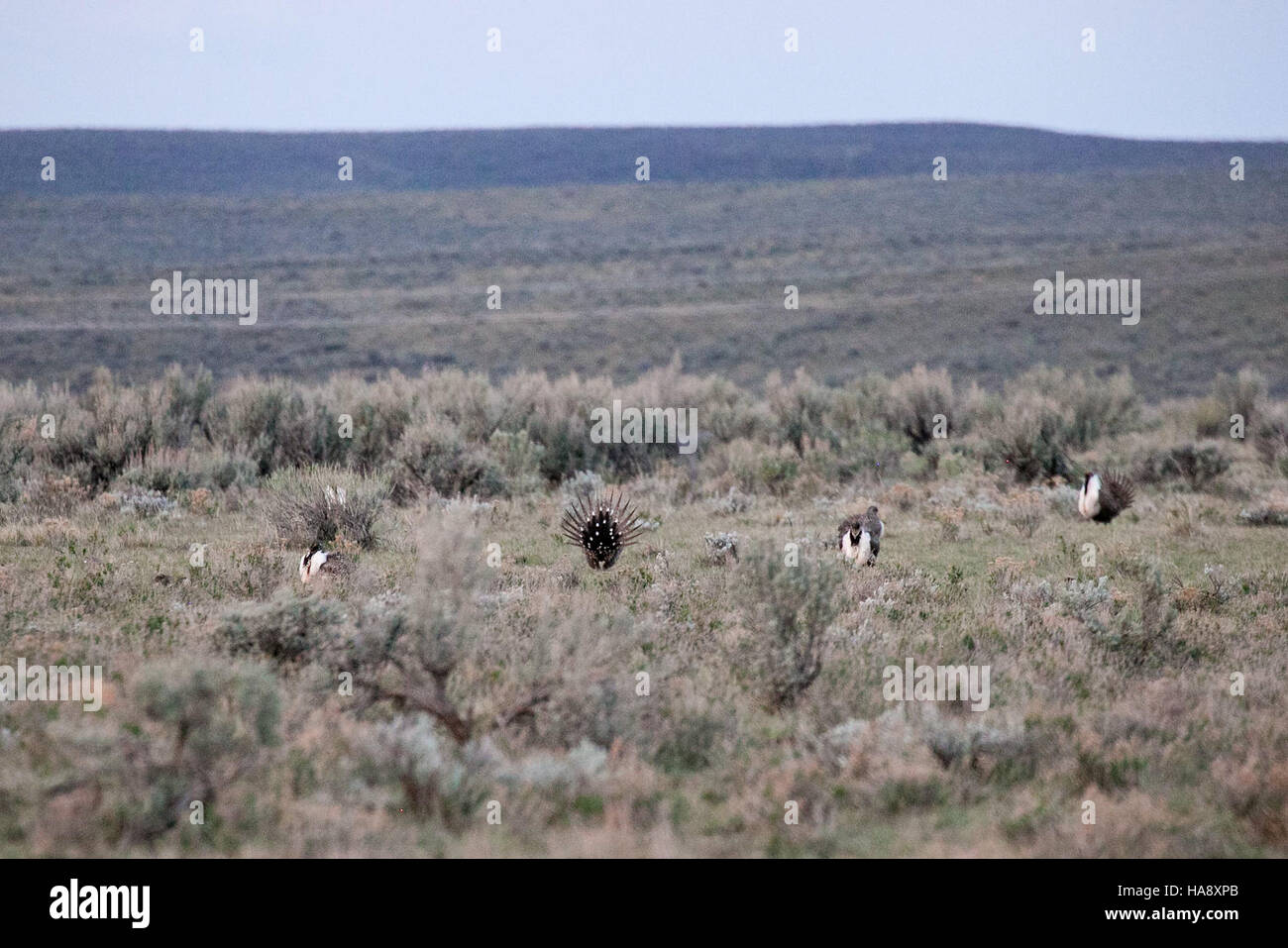 Christy canyon hi-res stock photography and images - Alamy