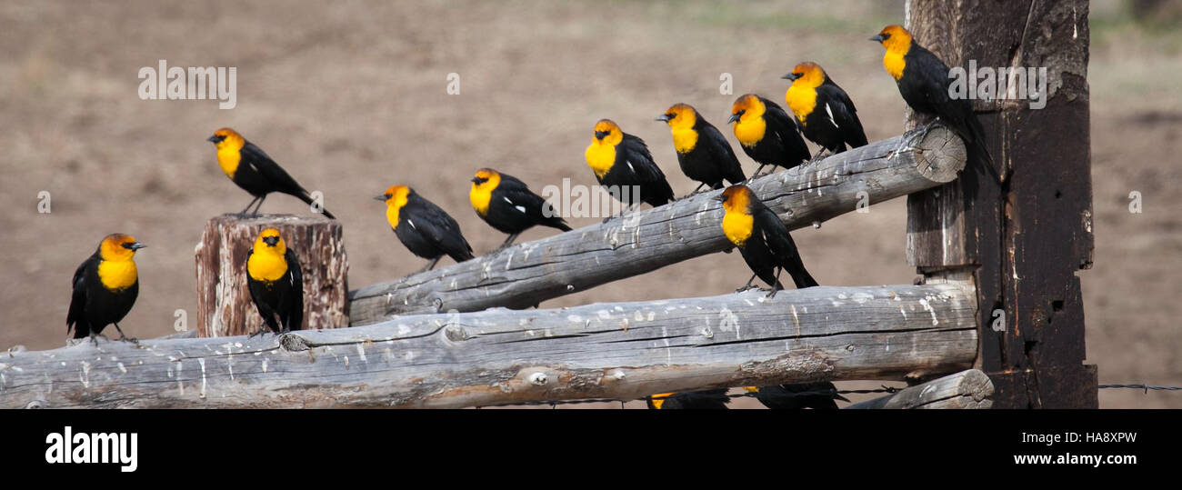 Birds in a Row, a scene in a U.S. national park, depicts various ...