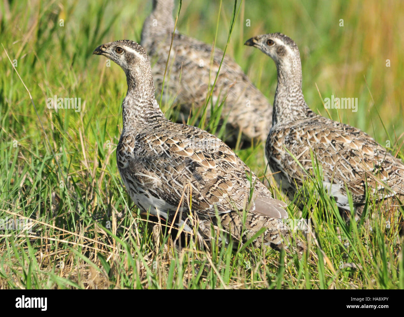 The Greater Sage Grouse brood is observed at Seedskadee National ...
