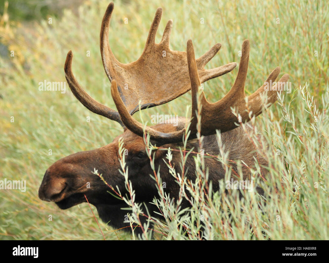 A bull moose is spotted in the Seedskadee National Wildlife Refuge ...