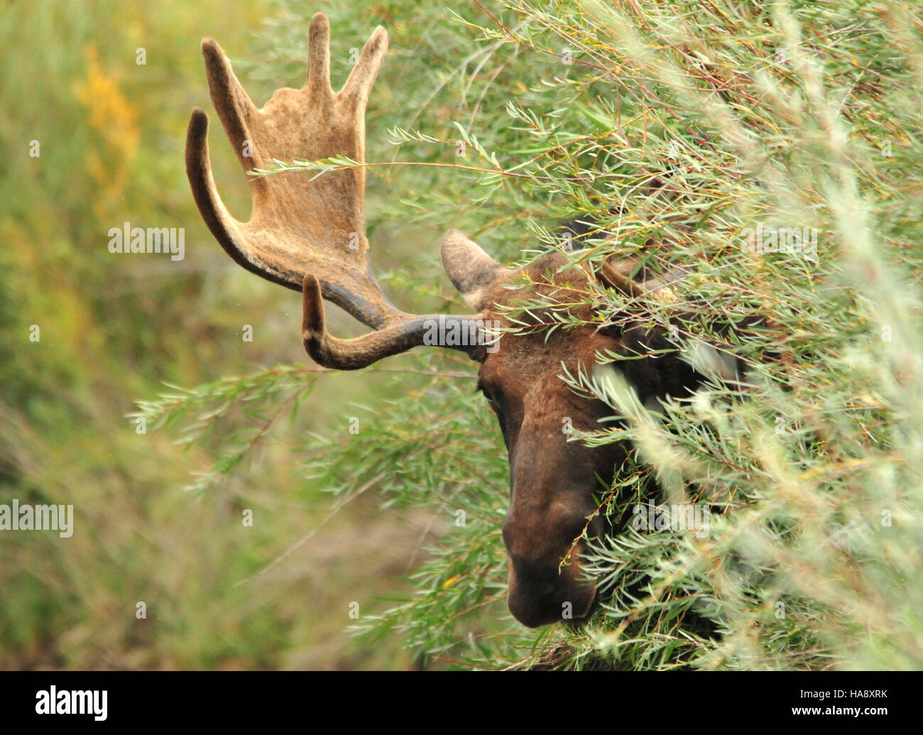 A Bull Moose (Shiras) seen at Seedskadee National Wildlife Refuge ...