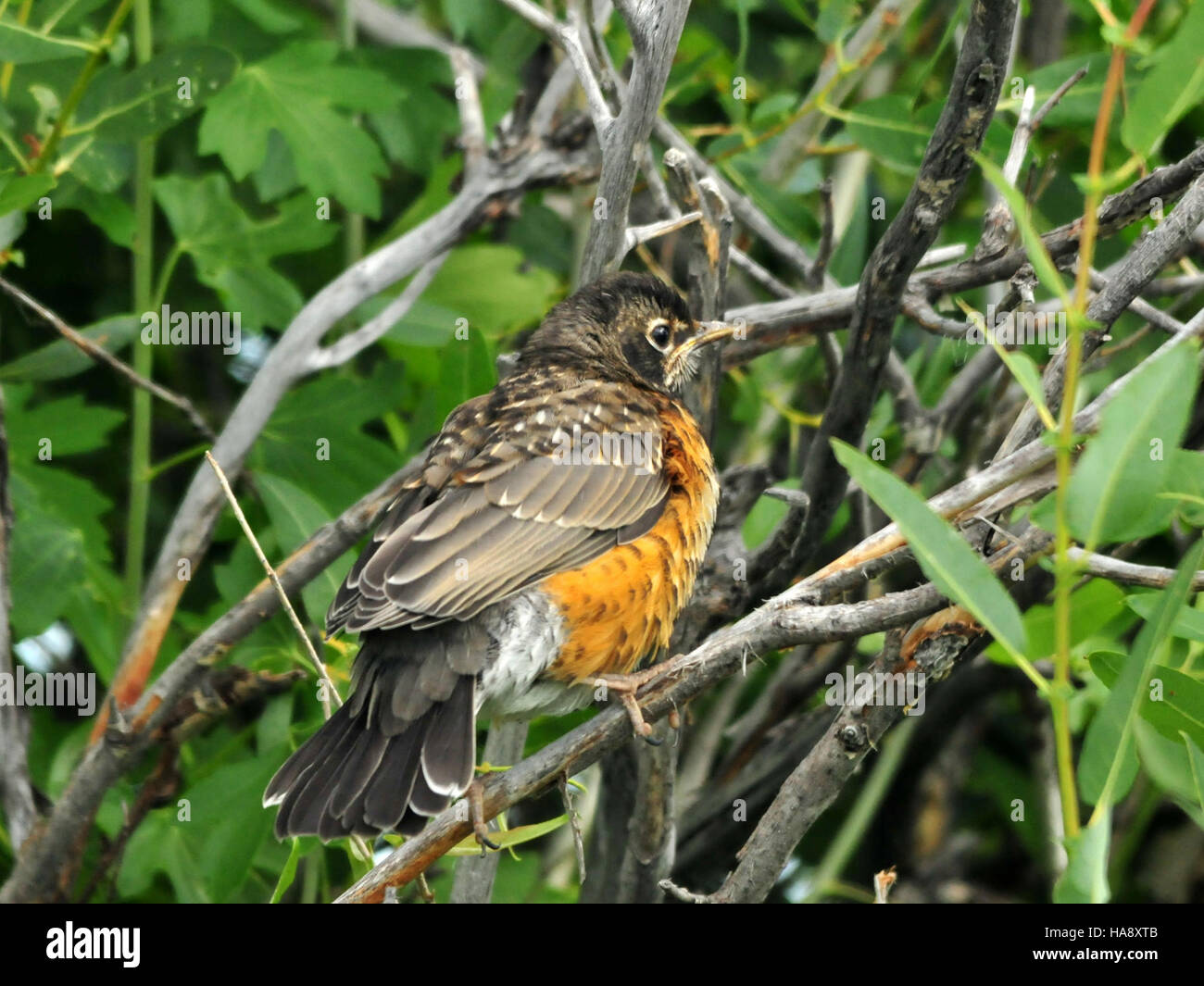 A juvenile American Robin is observed at Seedskadee National Wildlife ...