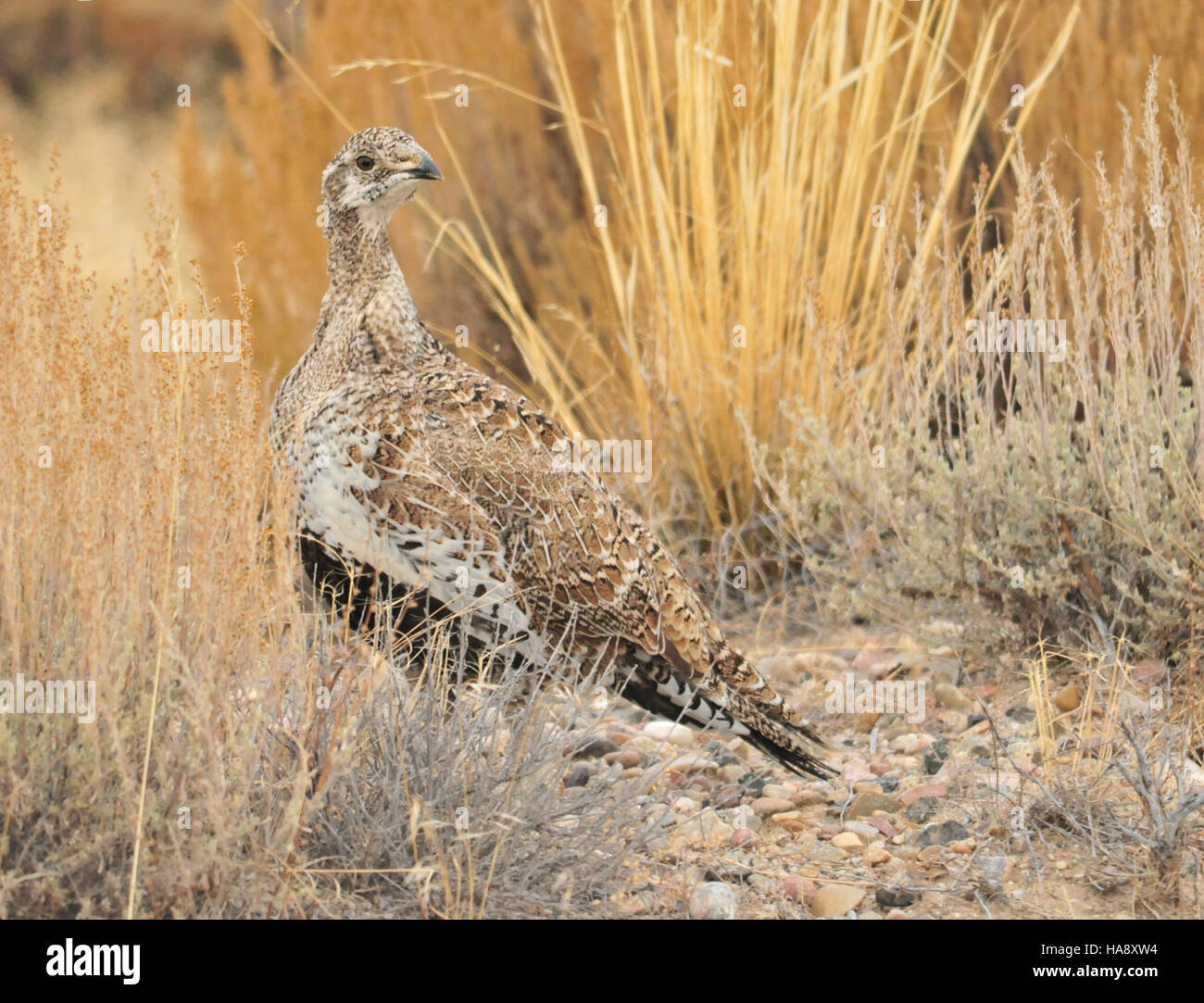 A Greater Sage-Grouse displays courtship behavior at Seedskadee ...