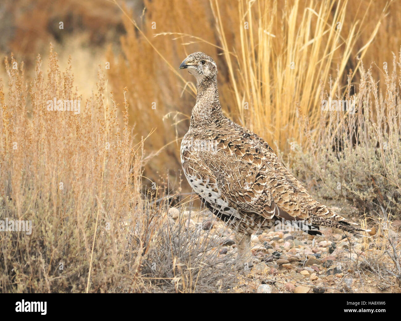 The Greater Sage-Grouse, an important species in western U.S ...