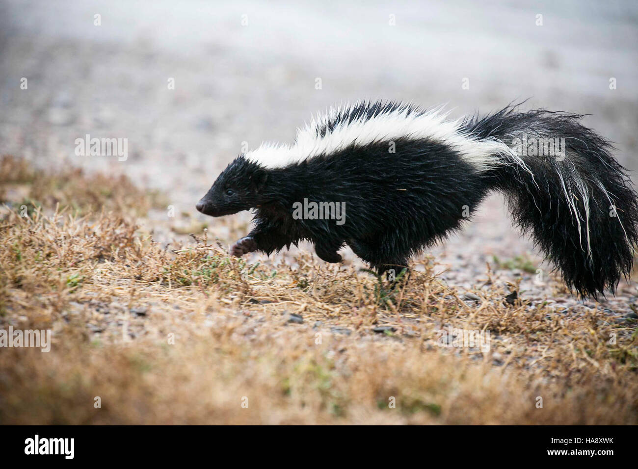 This close-up image features a striped skunk in a national park ...