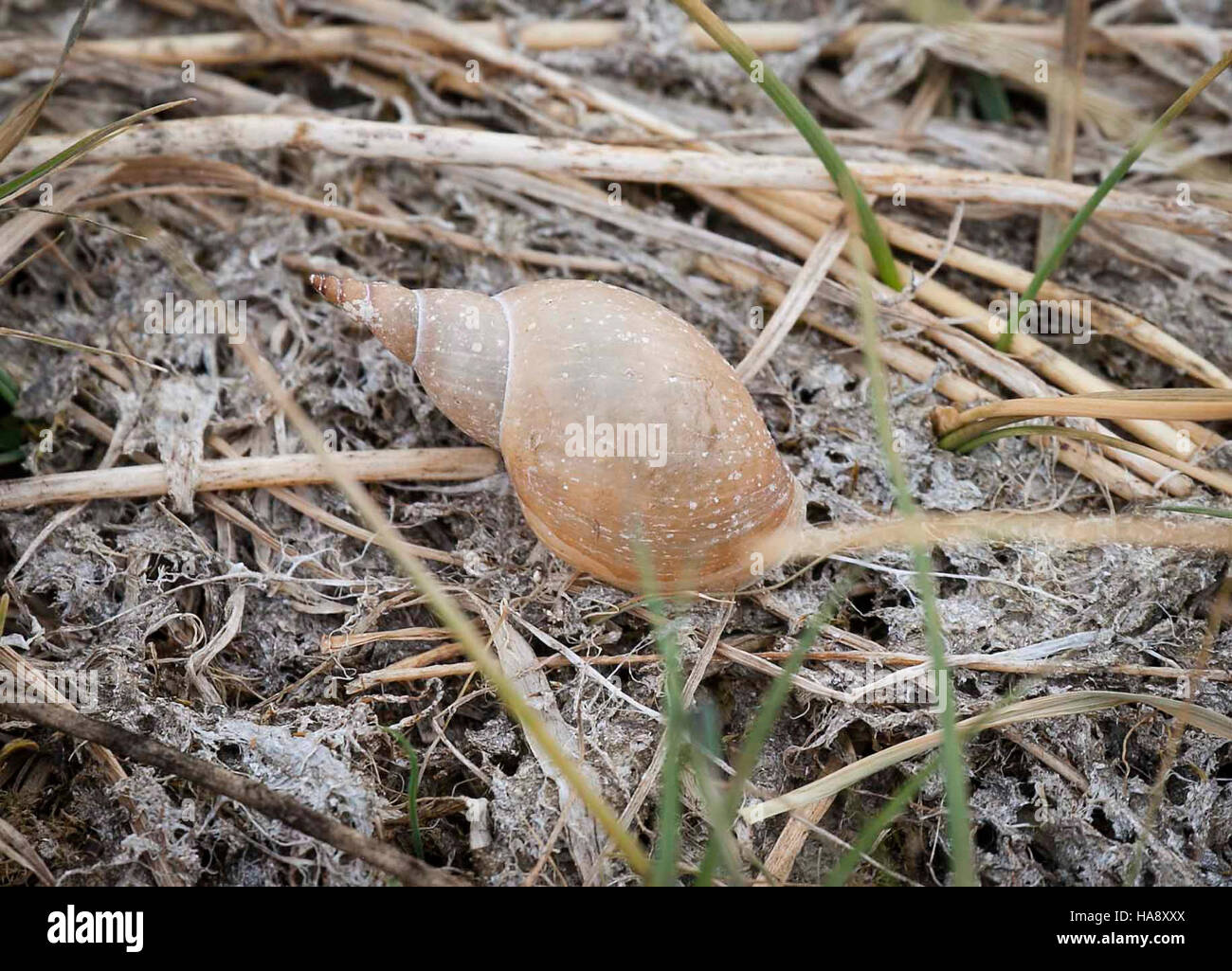 usfwsmtnprairie 21432185582 Swamp Lymnaea Shell at Cokeville Meadows ...