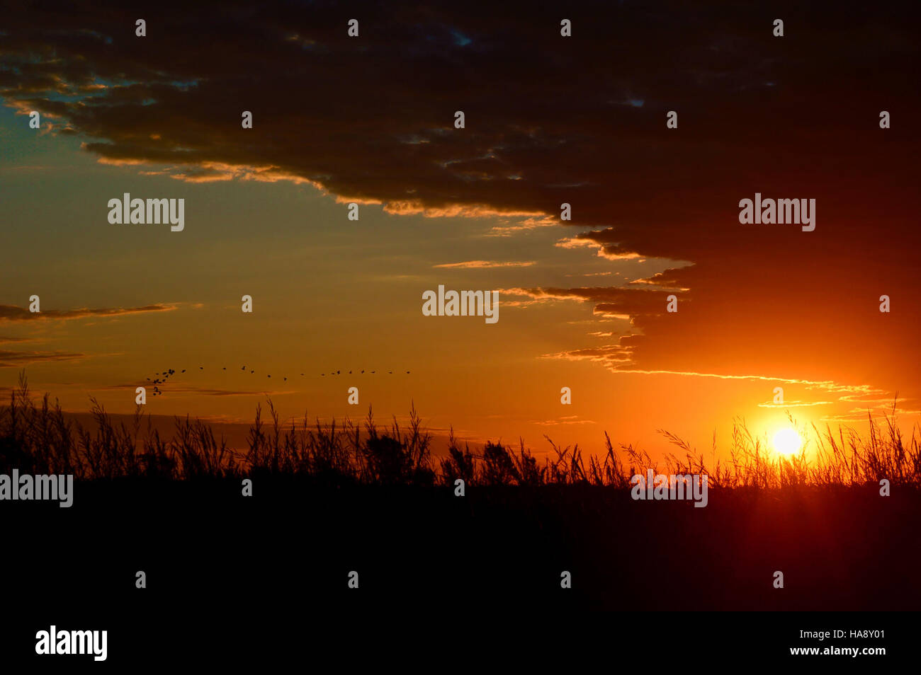 Quivira National Wildlife Refuge, located in Kansas, is known for its ...