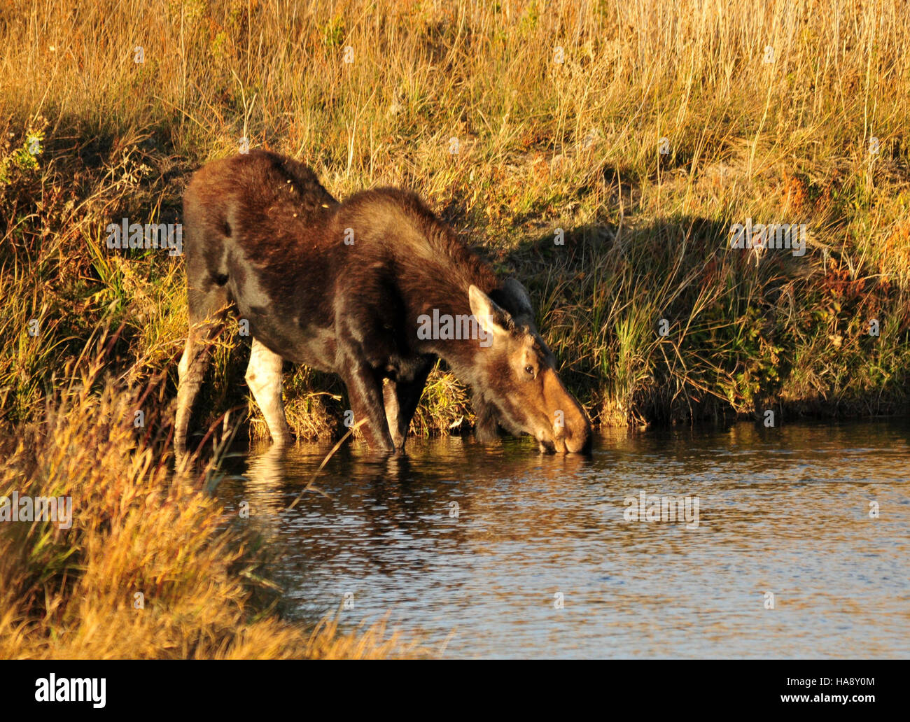 A moose cow is photographed in the Seedskadee National Wildlife Refuge ...