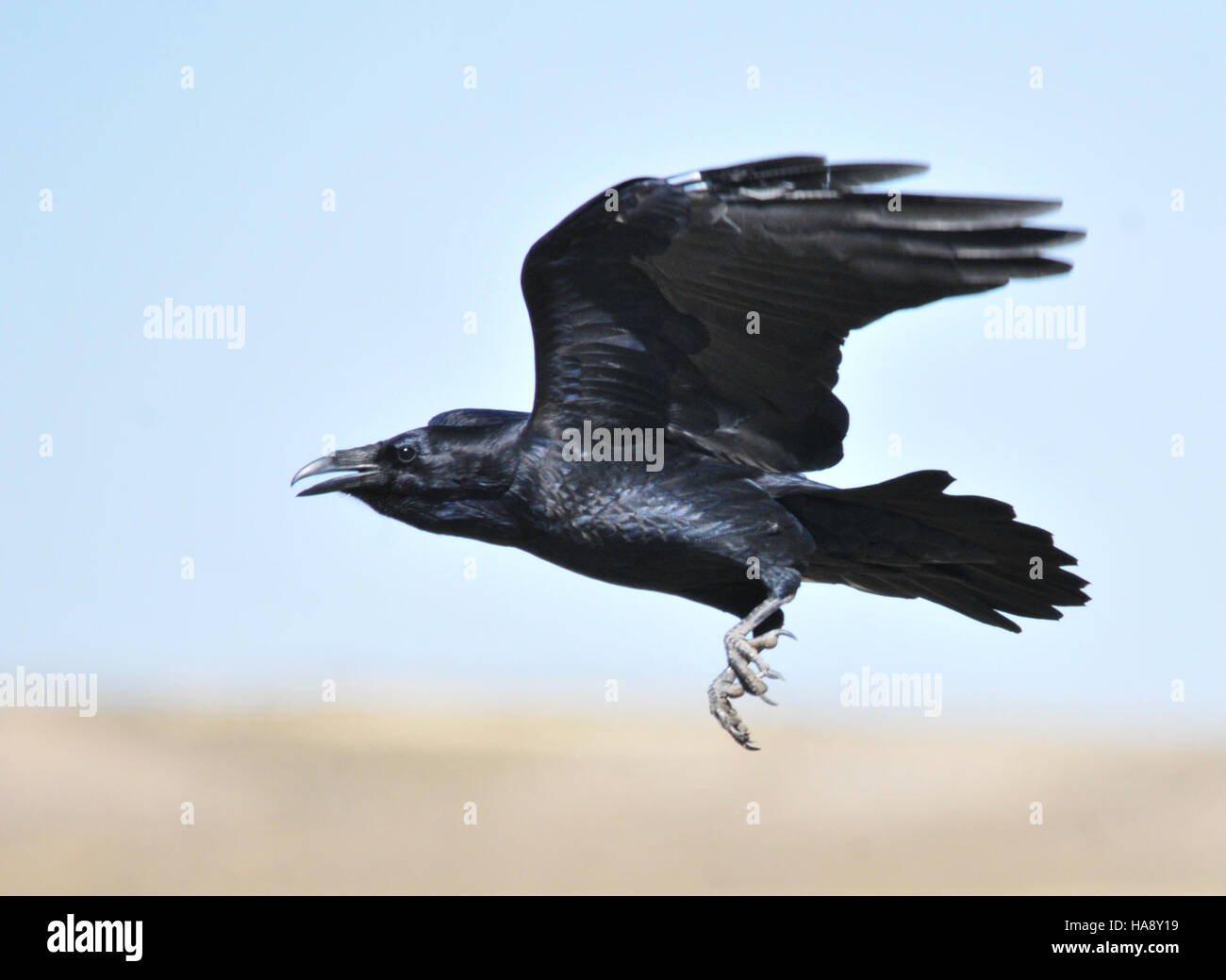 A Common Raven is spotted at the Seedskadee National Wildlife Refuge ...