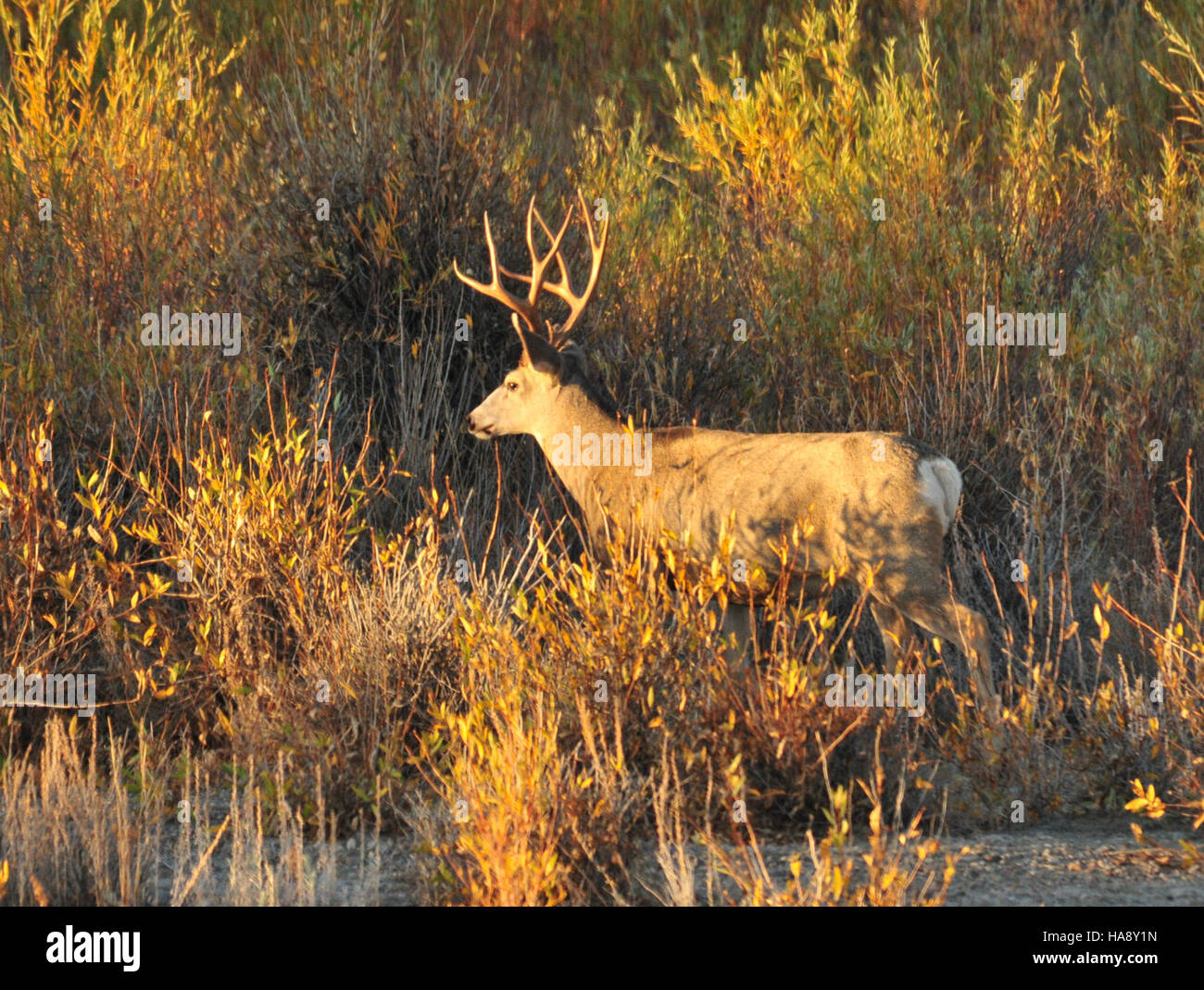 A mule deer buck in Seedskadee National Wildlife Refuge, a critical ...