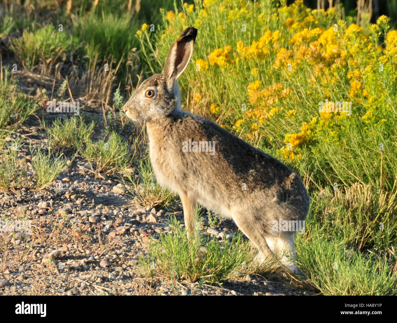 A White-tailed Jackrabbit at Seedskadee National Wildlife Refuge in ...