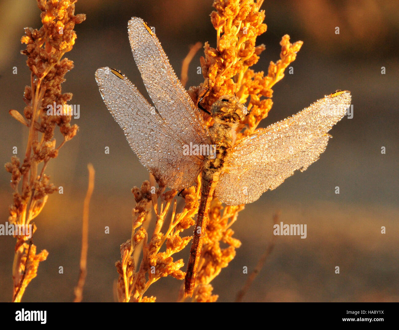 A dew-covered Meadowhawk Dragonfly is photographed at Seedskadee ...