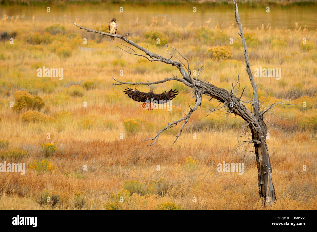 Red tailed hawk pair hi-res stock photography and images - Alamy