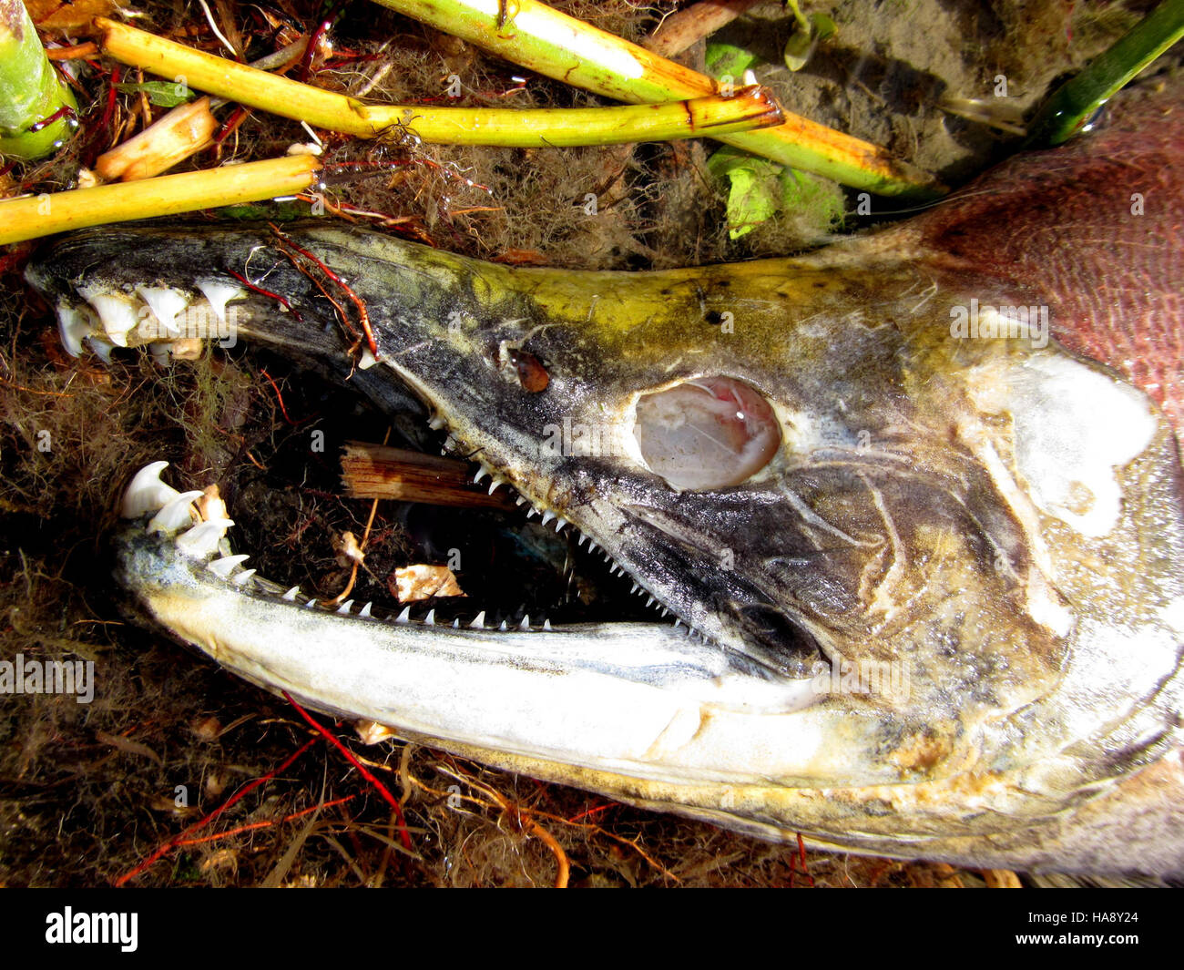 Fascinating lifecycle hi-res stock photography and images - Alamy