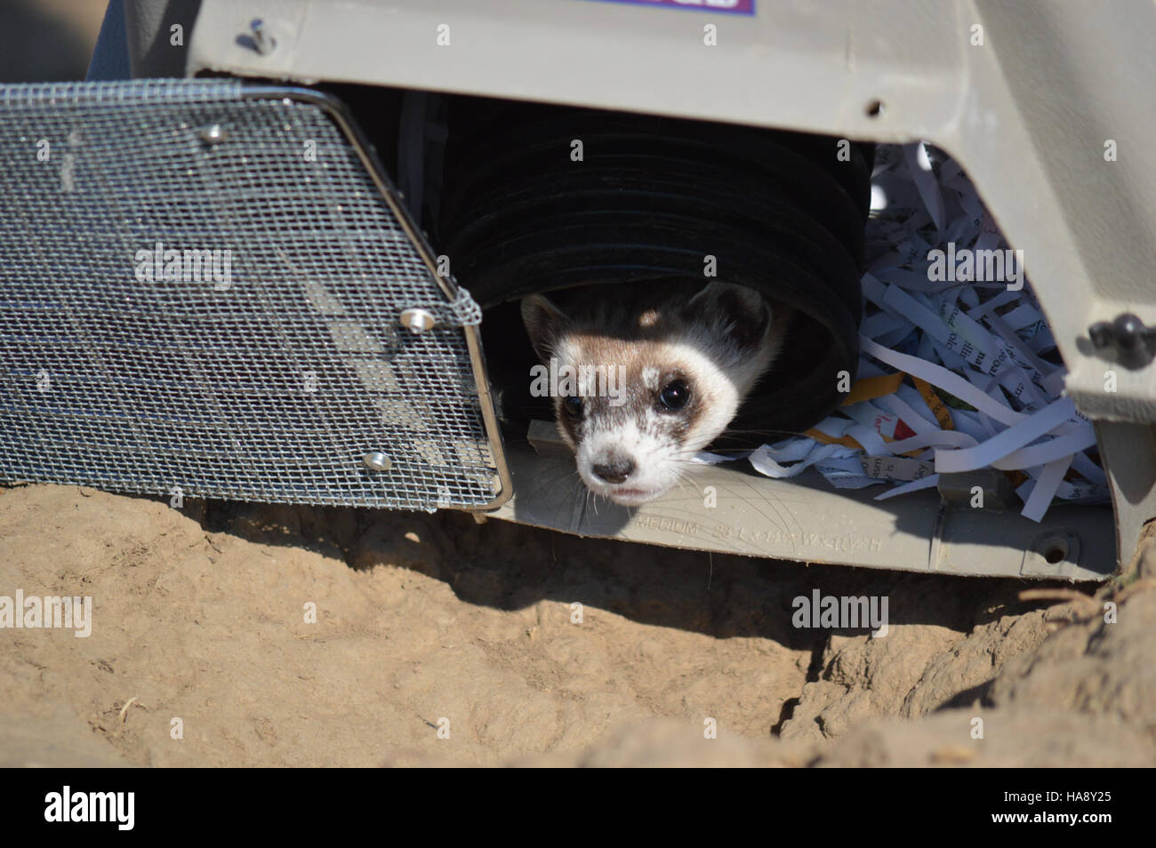 The black-footed ferret, an endangered species, was released at the ...