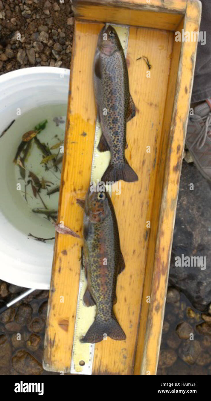 The Rainbow Trout measured at a national park, demonstrating scientific ...