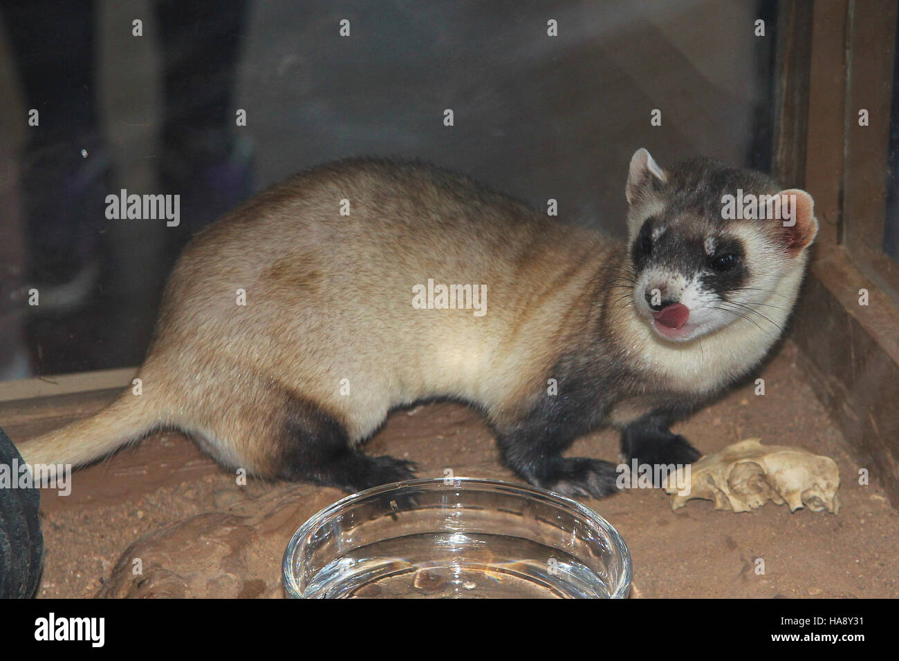 The black-footed ferret, a species in need of conservation, has been ...