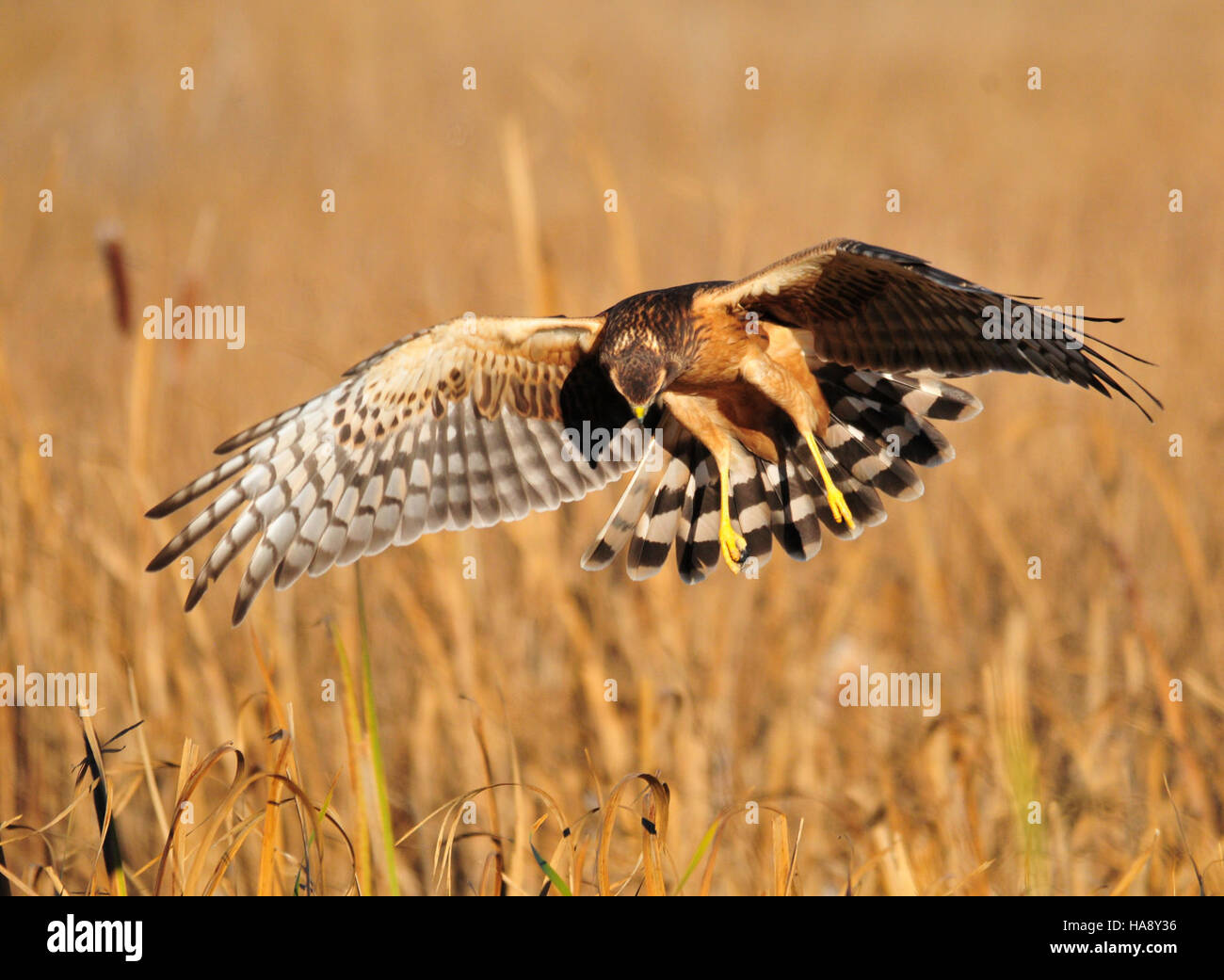 A Northern Harrier, a bird of prey, is spotted at the Seedskadee ...