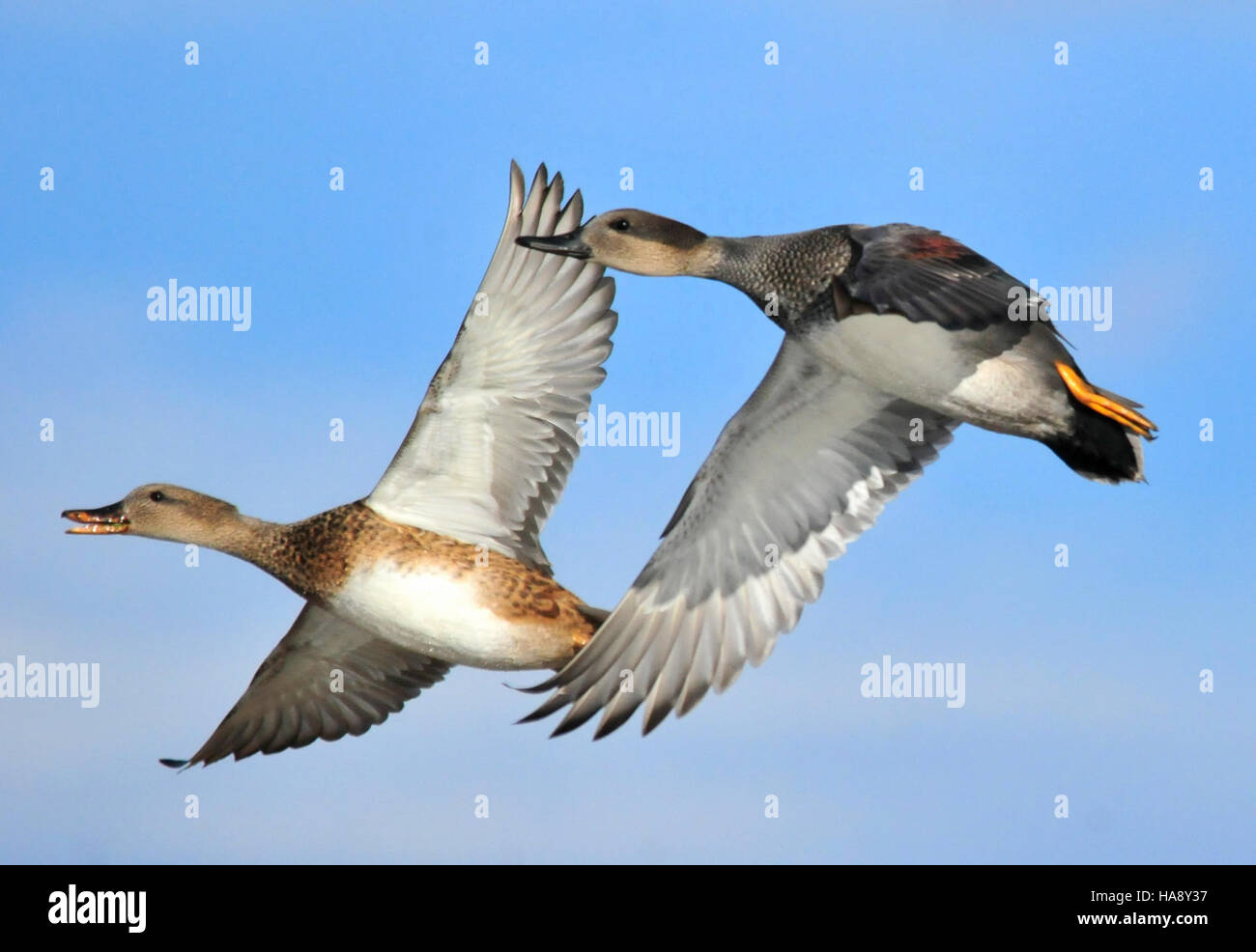 A pair of Gadwall ducks, a hen and drake, are observed on the ...