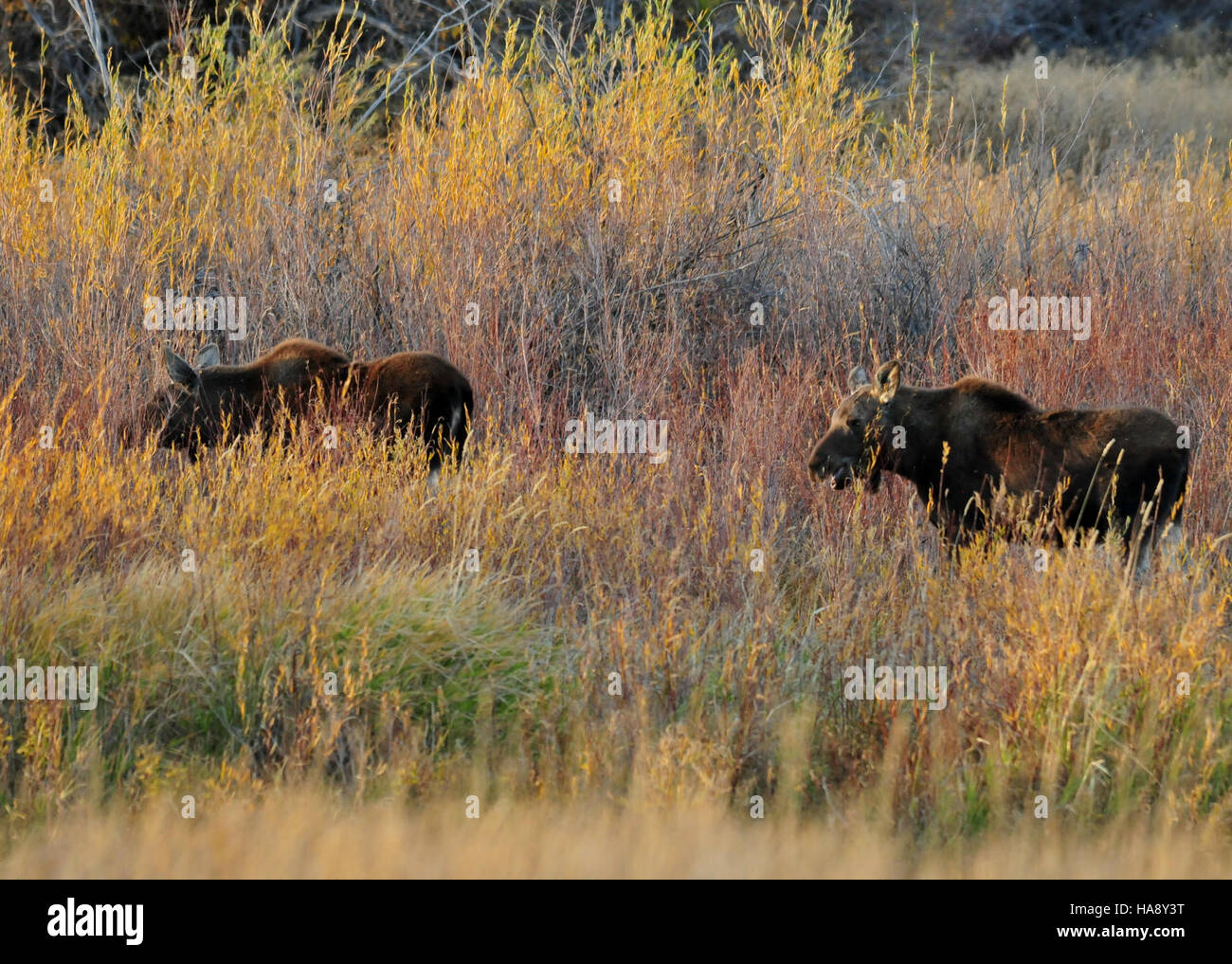 usfwsmtnprairie 22179164459 Moose Calves on Seedskadee National ...