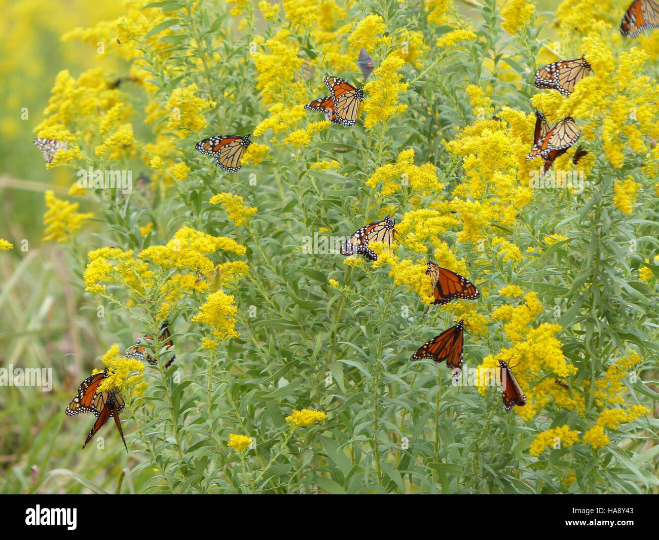 Monarch butterflies migratory insects hi-res stock photography and ...