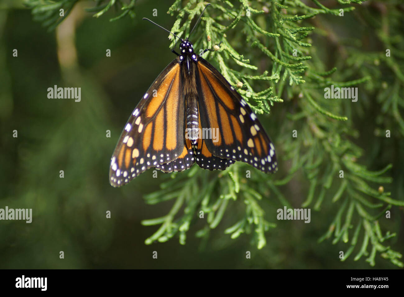 A Monarch butterfly roosting on a Juniper tree in its migratory path ...