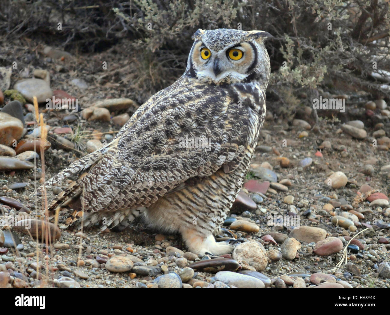 The Great Horned Owl is spotted at the Seedskadee National Wildlife ...