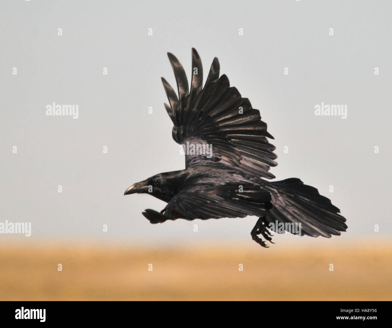 The Common Raven is a key species in Seedskadee National Wildlife ...