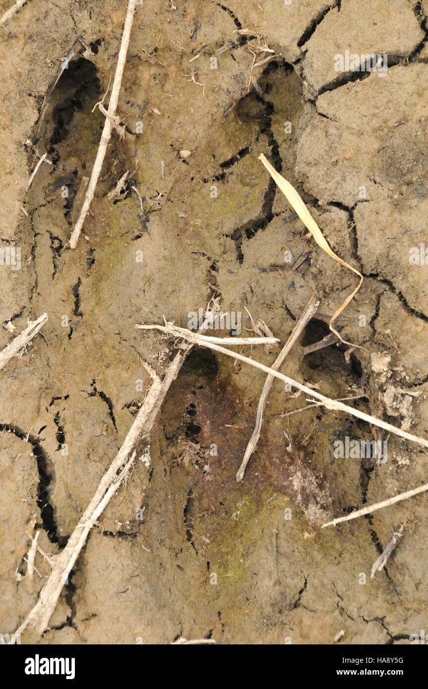 Moose tracks hi-res stock photography and images - Alamy