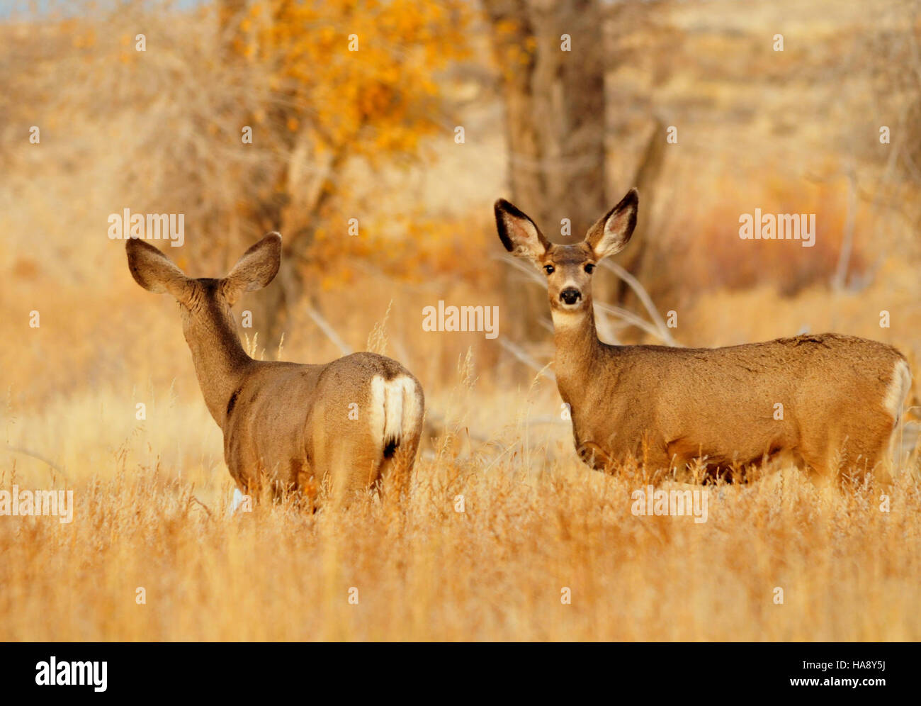 A mule deer doe and her fawn are seen on the Seedskadee National ...