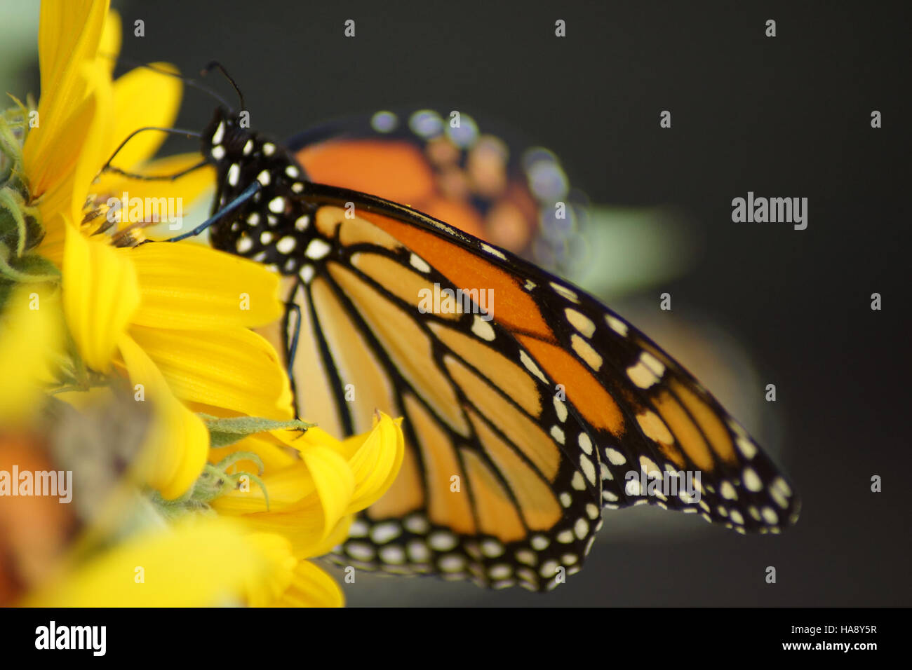 A monarch butterfly nectaring in a U.S. National Park. Monarchs are ...